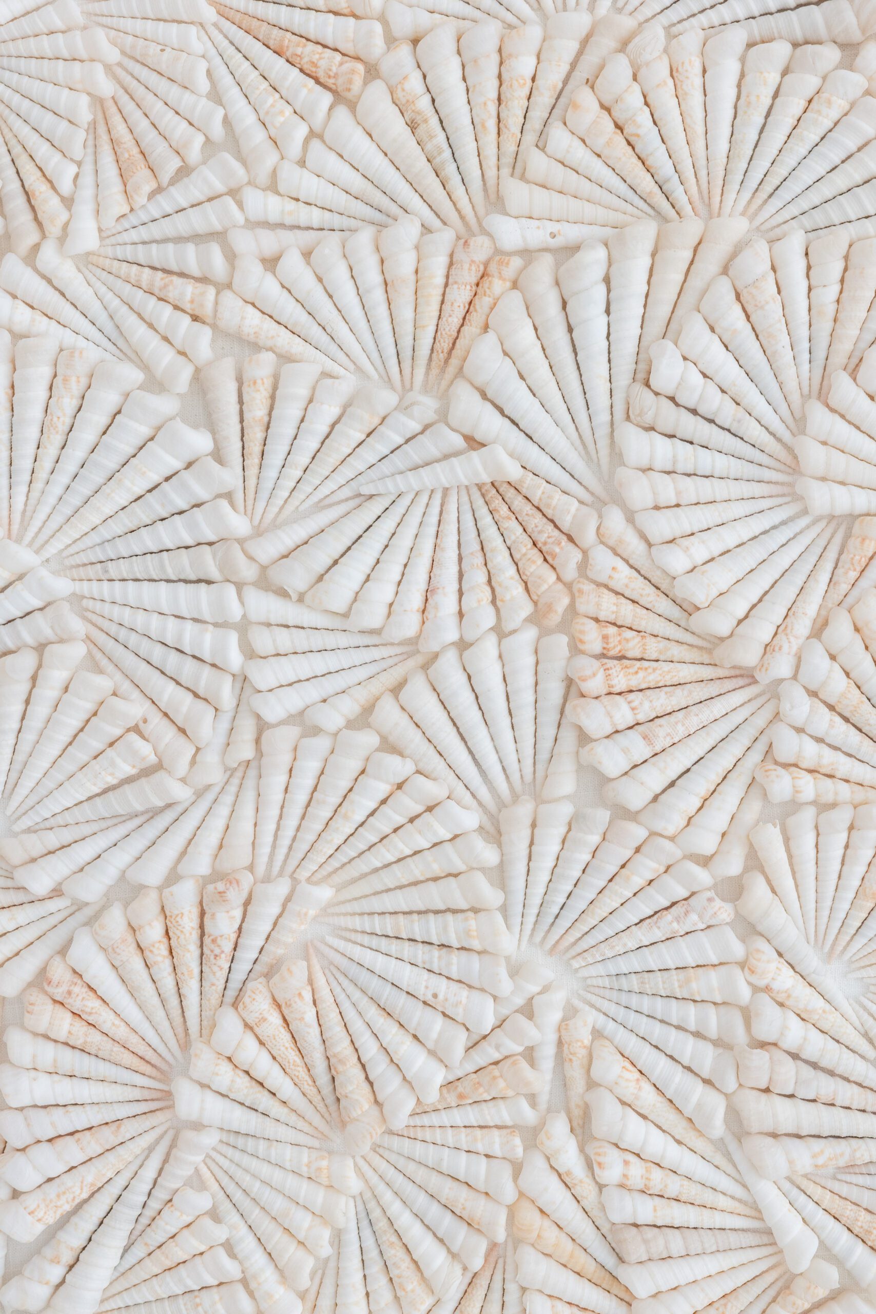 Katarina Tifft Seashell artist brand session